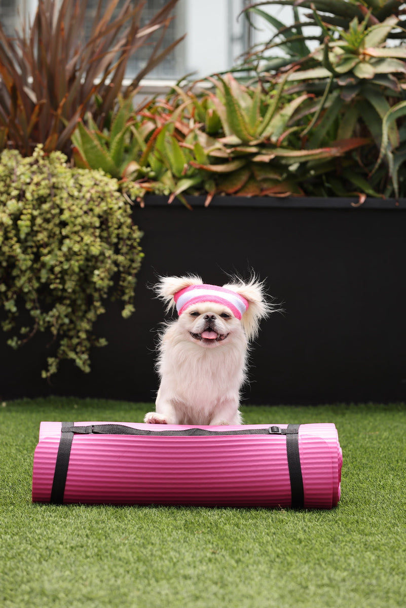 Events – Vanderpump Dogs